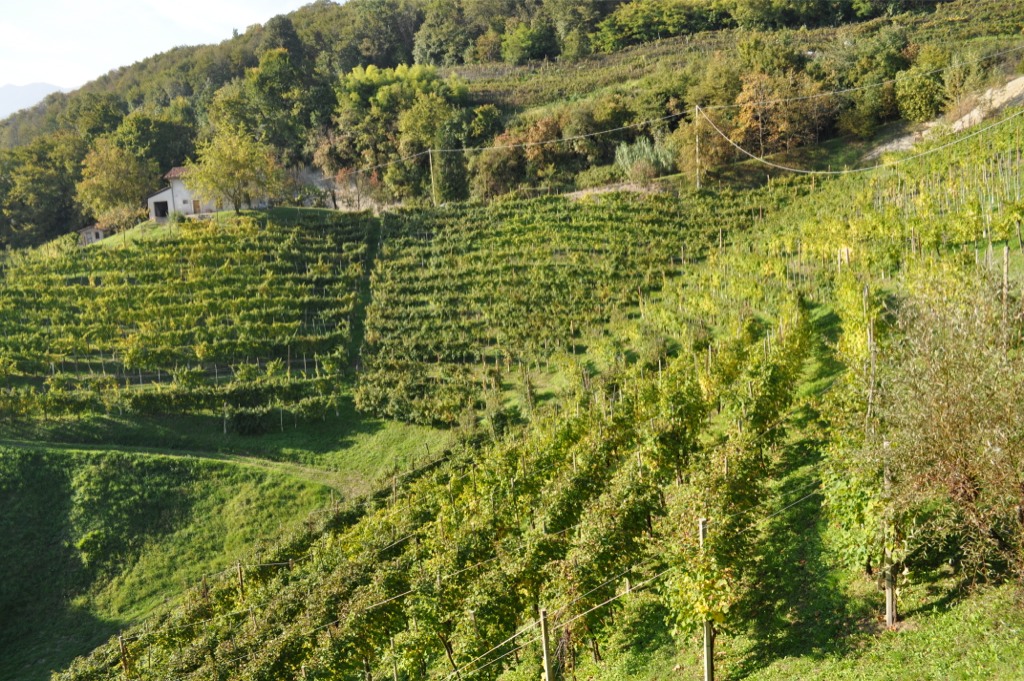 Fratelli Bortolin | Italian Wine Club
