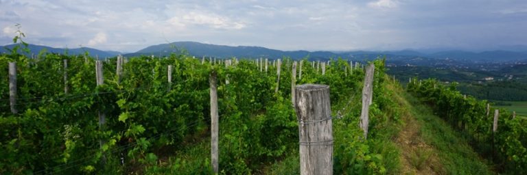 Miani | Italian Wine Club